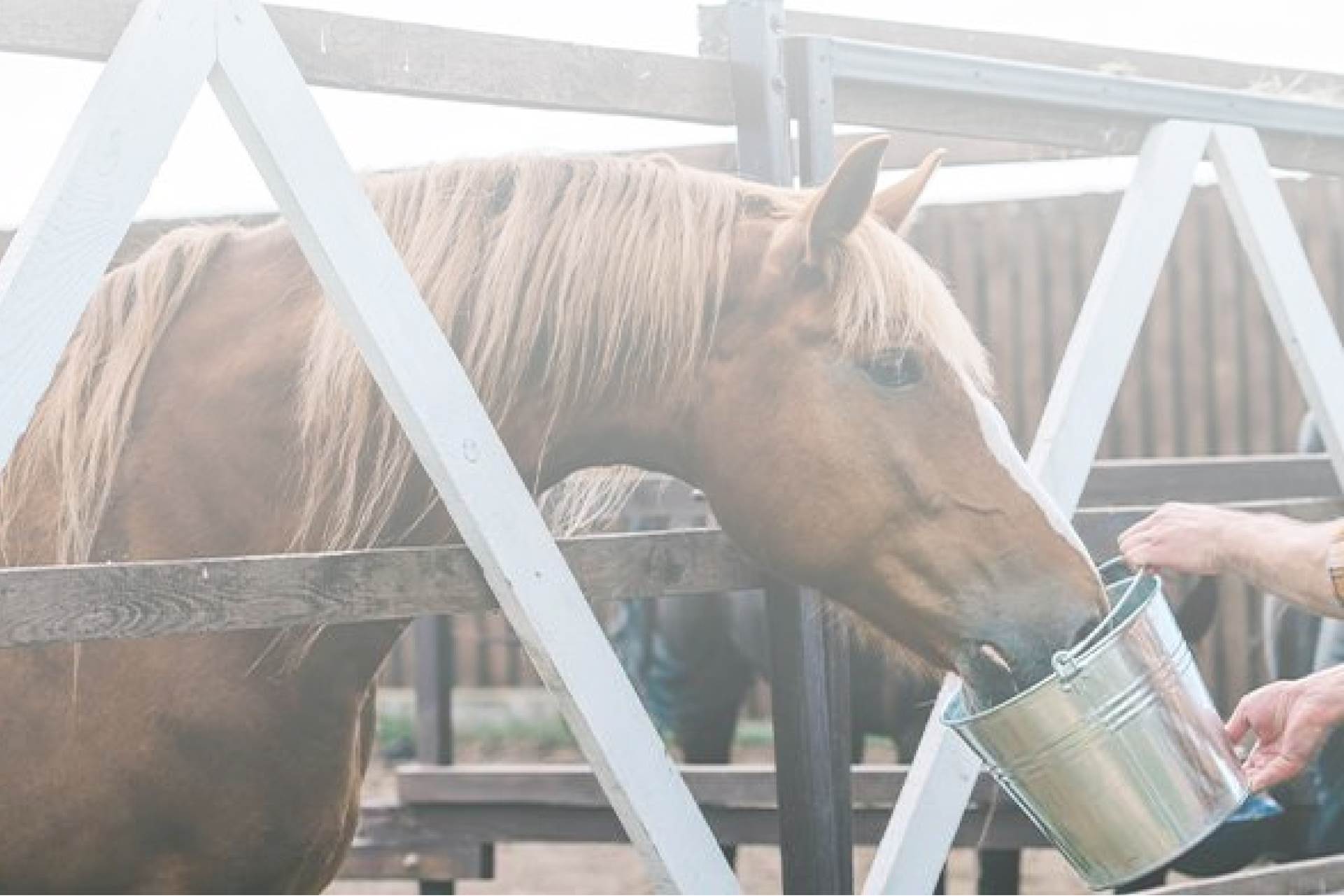 Functional Feed | Lantmännen Functional Foods