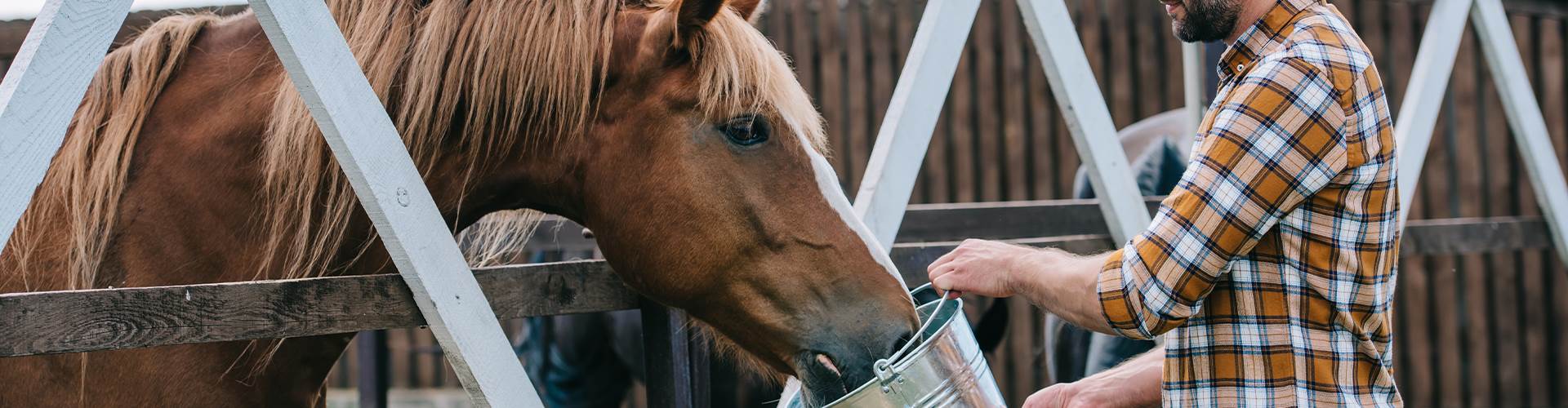 Functional Feed | Lantmännen Functional Foods